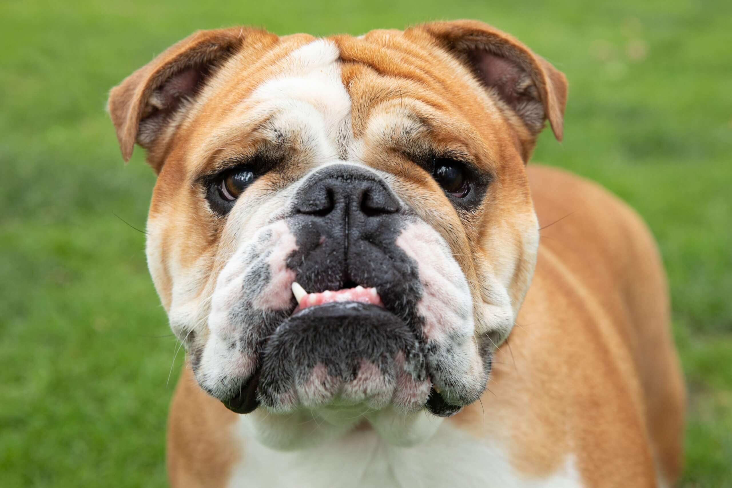 Case Study from Bissonnet Veterinary Hospital | Meet Huck - Lakefield Vet